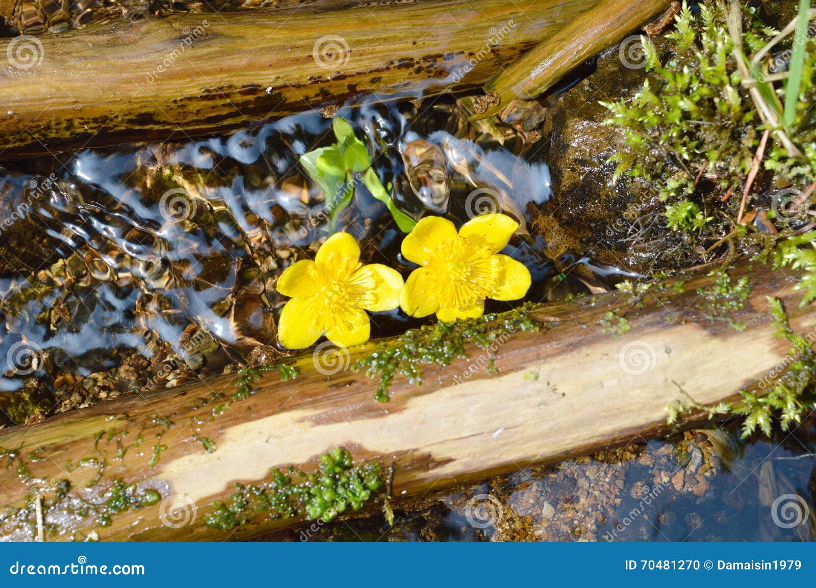 Trees, Yellow Flowers and Water Stock Photo - Image of romania, path ...