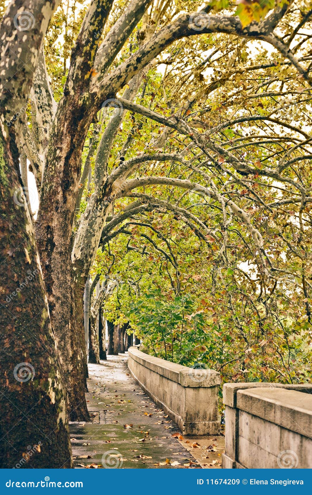 Trees Yellow Leaves Along River Tiber Rome Stock Photos - Free ...