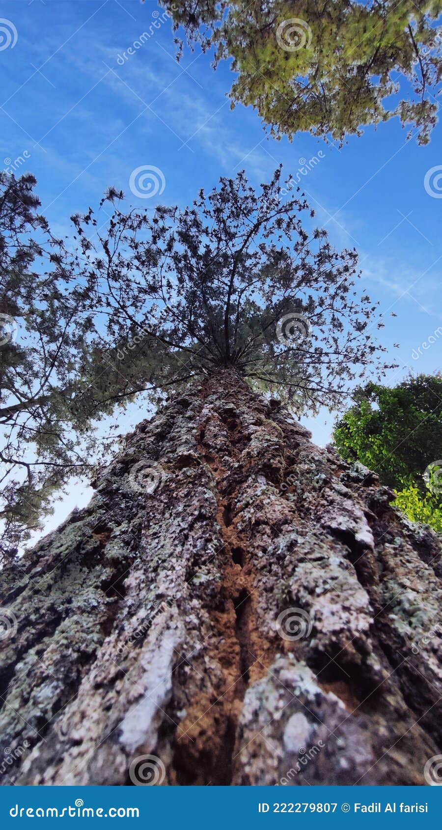 Trees stock image. Image of outdoor, tree, trees - 222279807