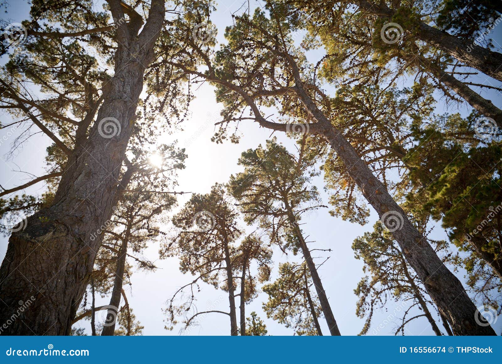 Treescape stock photo. Image of environment, natural - 16556674