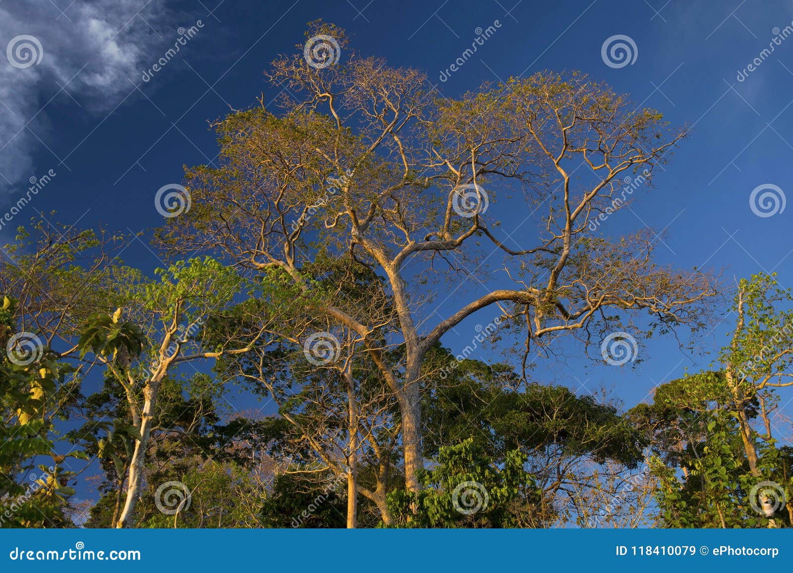 Treescape, Chidiya Tapu, Andaman Stock Image - Image of sunset, andaman ...