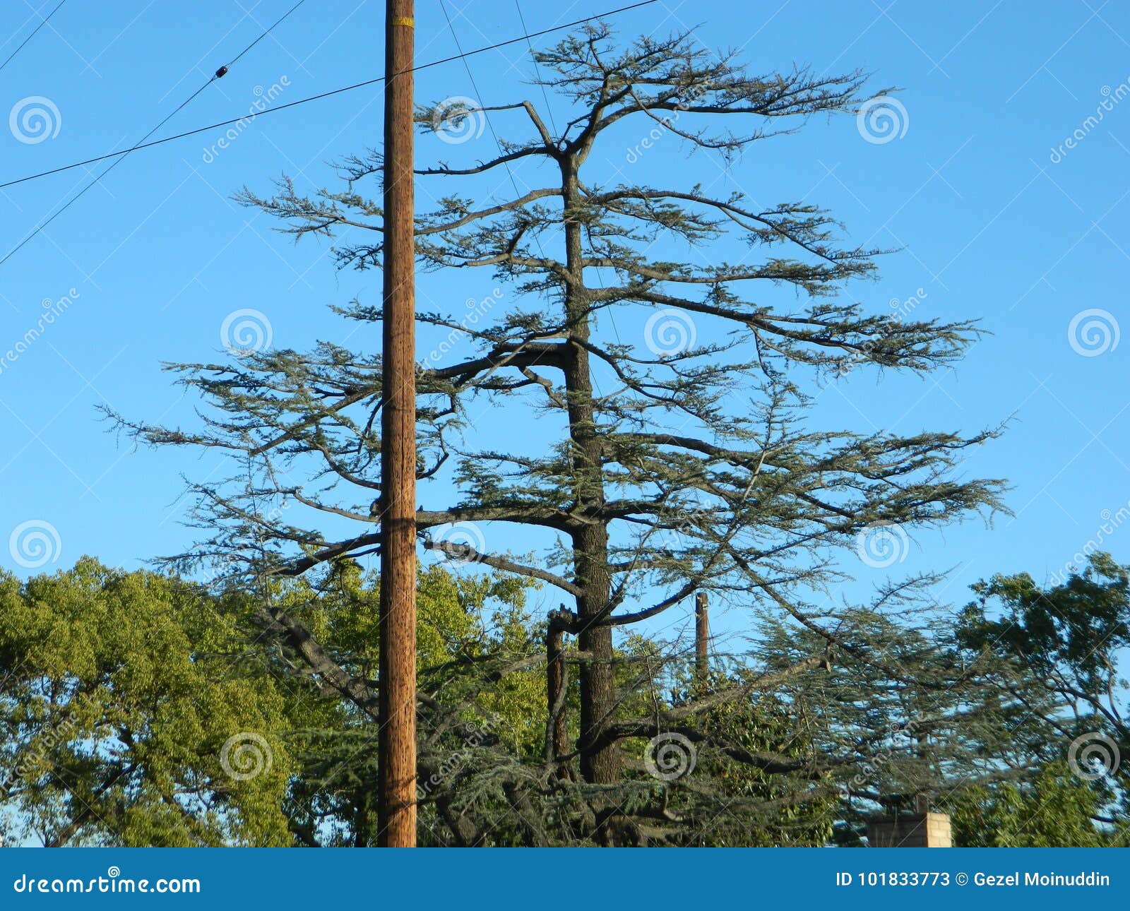 Treescape stock image. Image of appropriately, last - 101833773