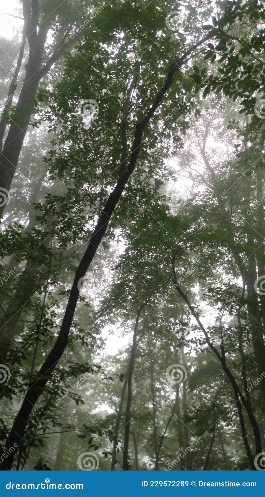 Treescape stock image. Image of morning, forest, treescape - 229572289