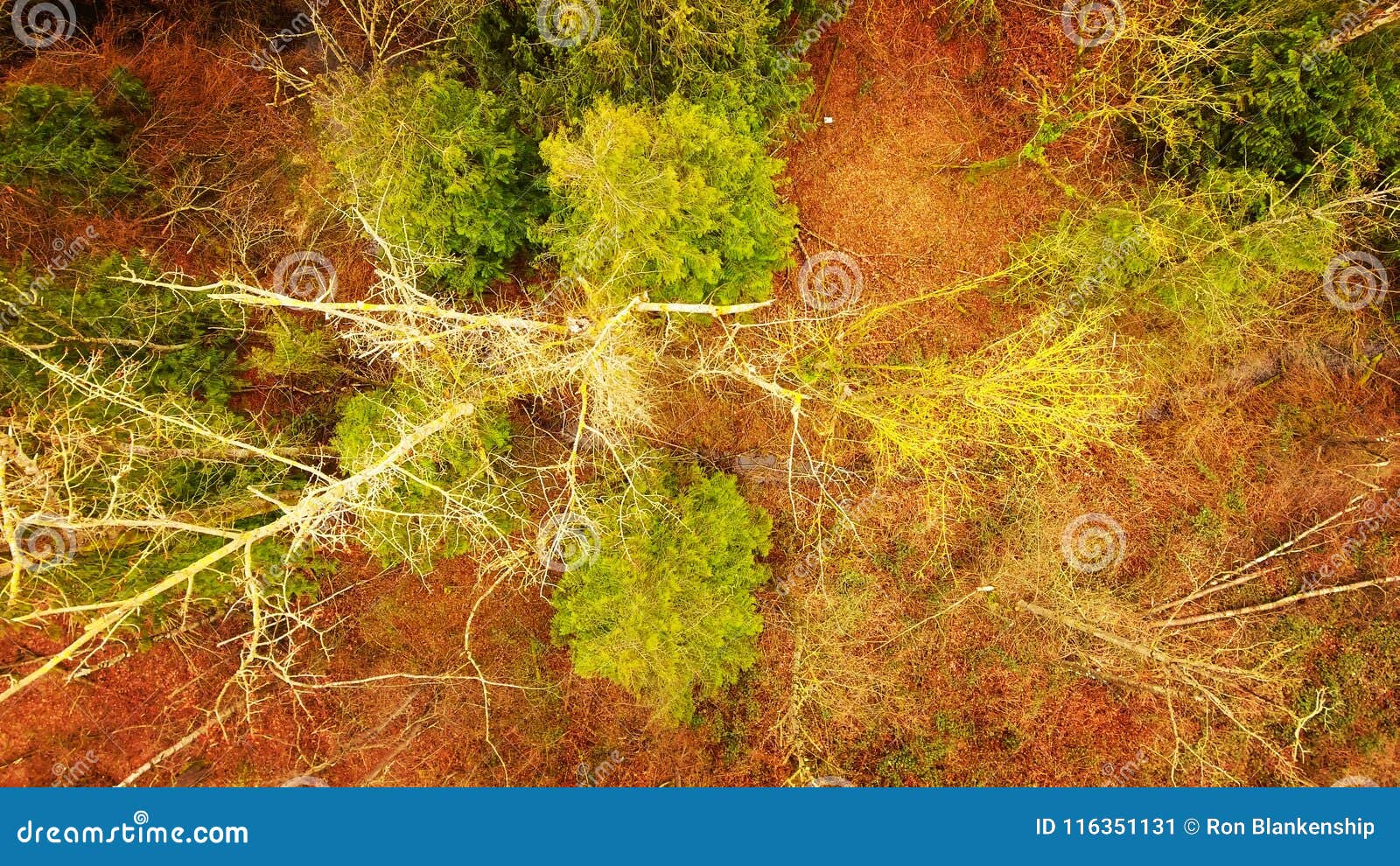 Treescape stock image. Image of nature, treescape, forest - 116351131