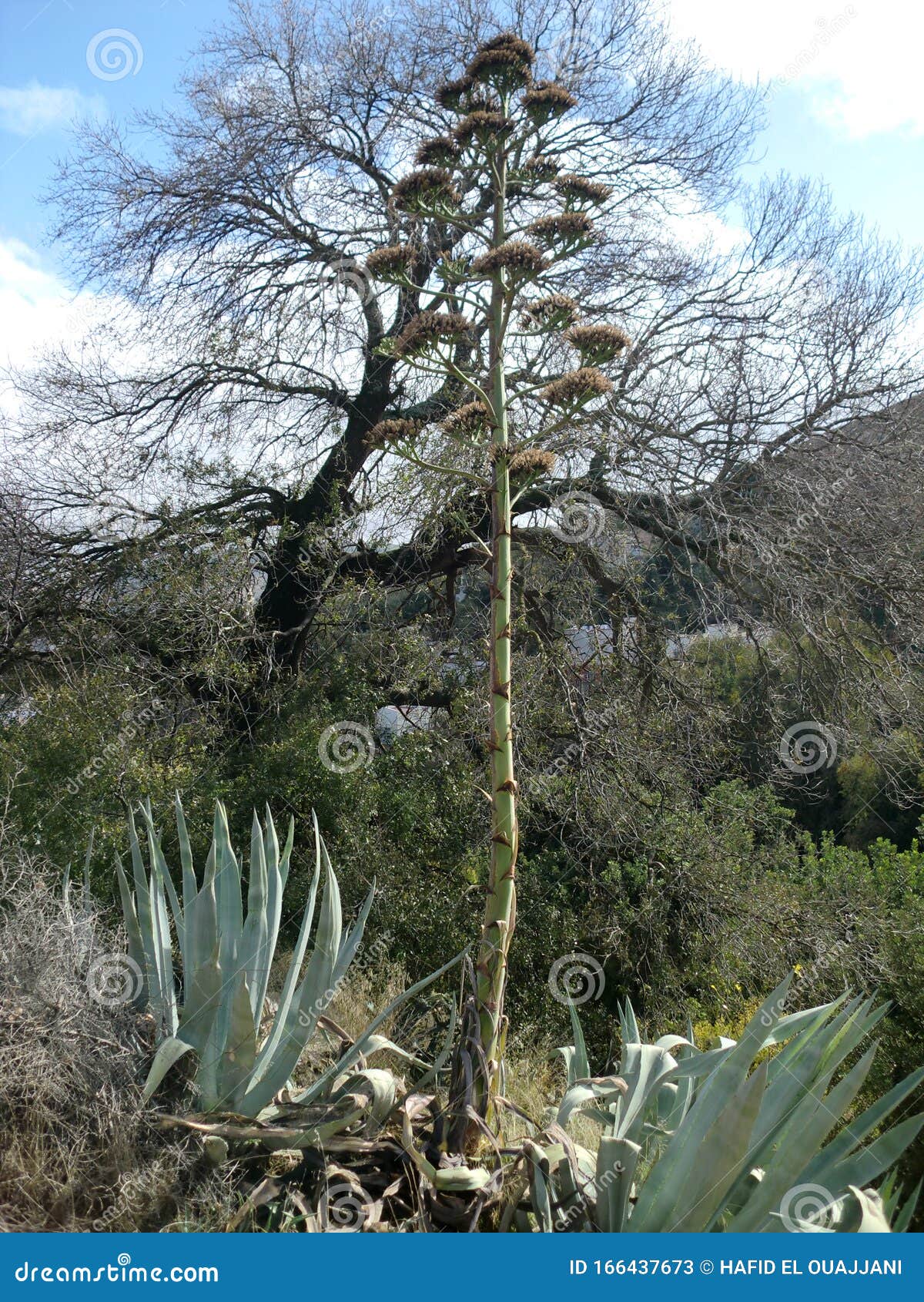Trees Green stock image. Image of treesgreen, morocco - 166437673