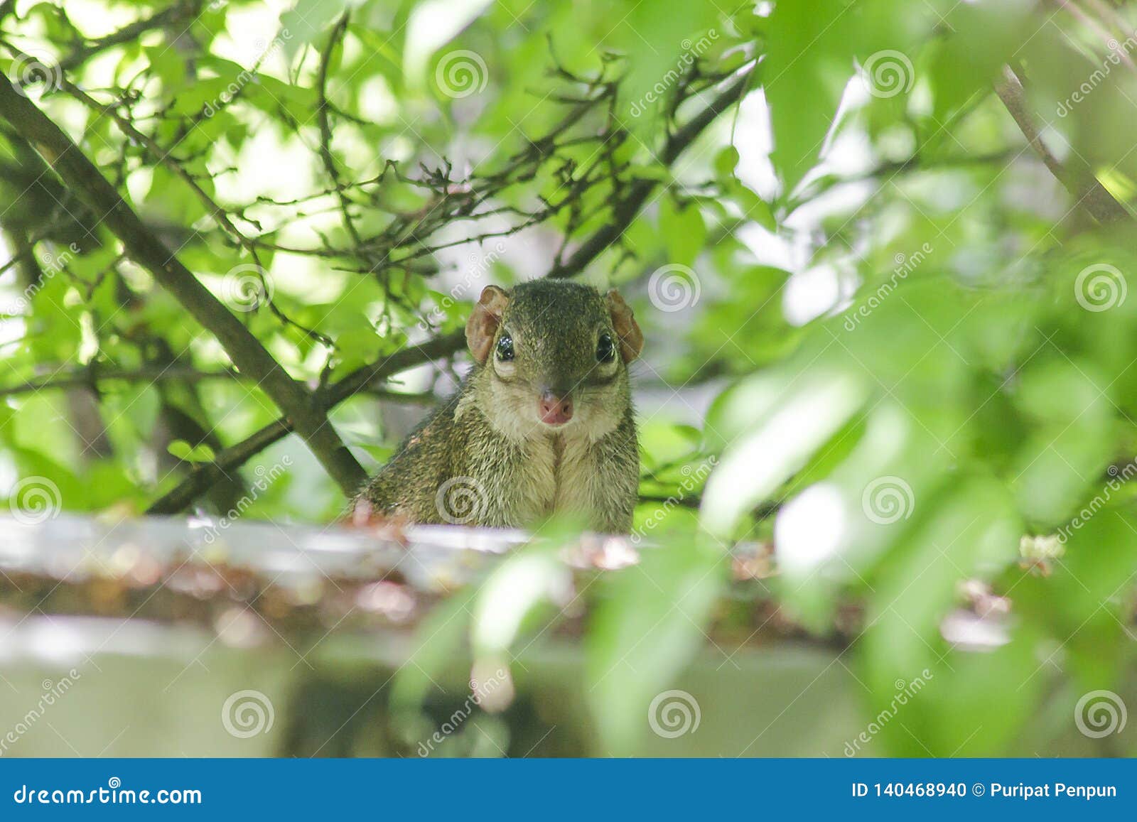 Treeshrew Under the Bushes Looking at Stock Photo - Image of scandentia ...