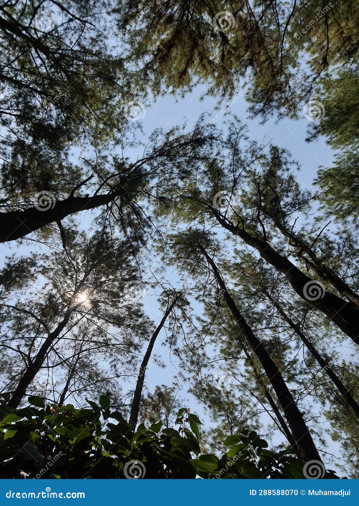 Trees Sunshine stock photo. Image of treessunshine, wonderfull - 288588070