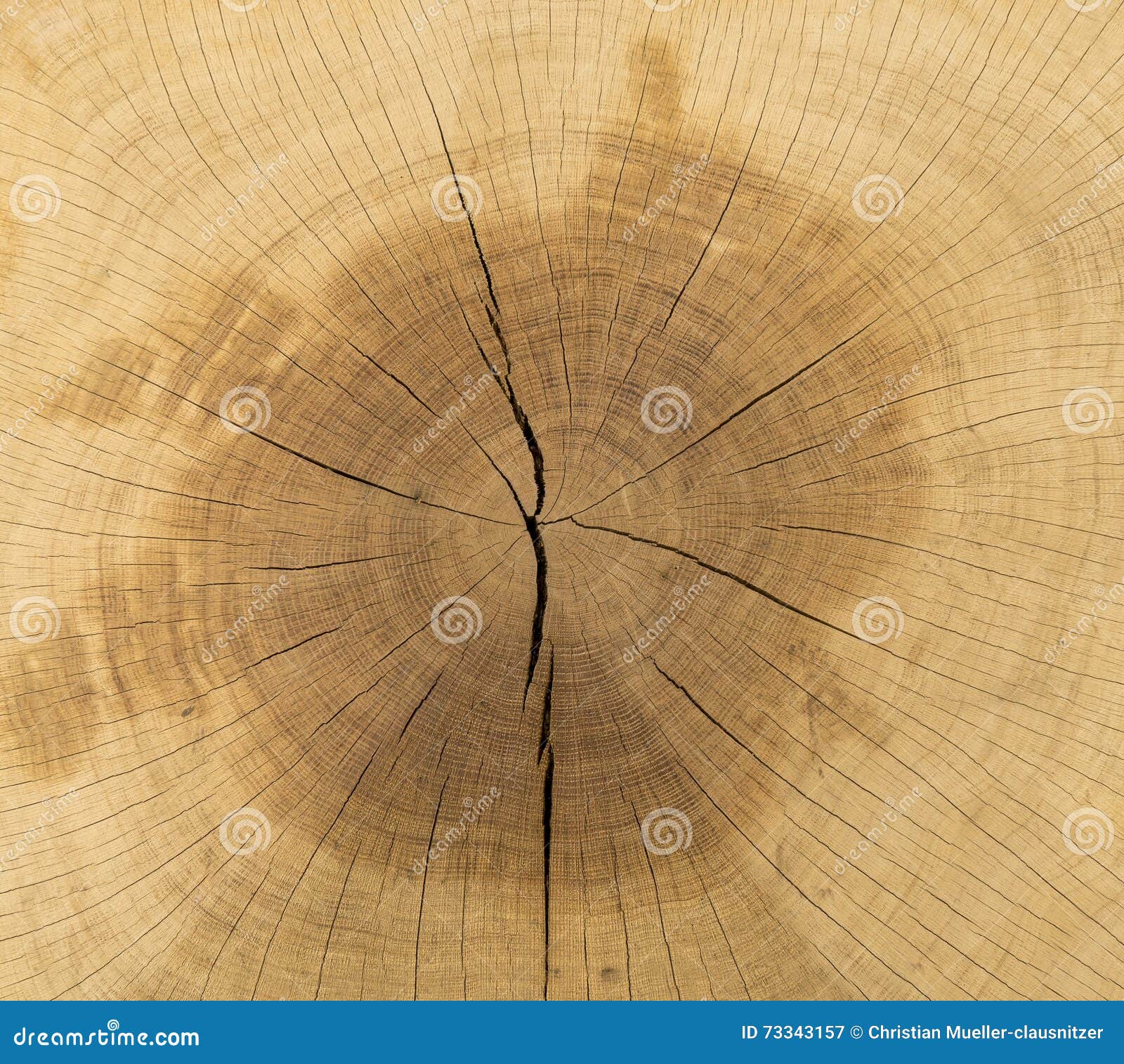 Treet trunk stock image. Image of strong, path, nature - 73343157