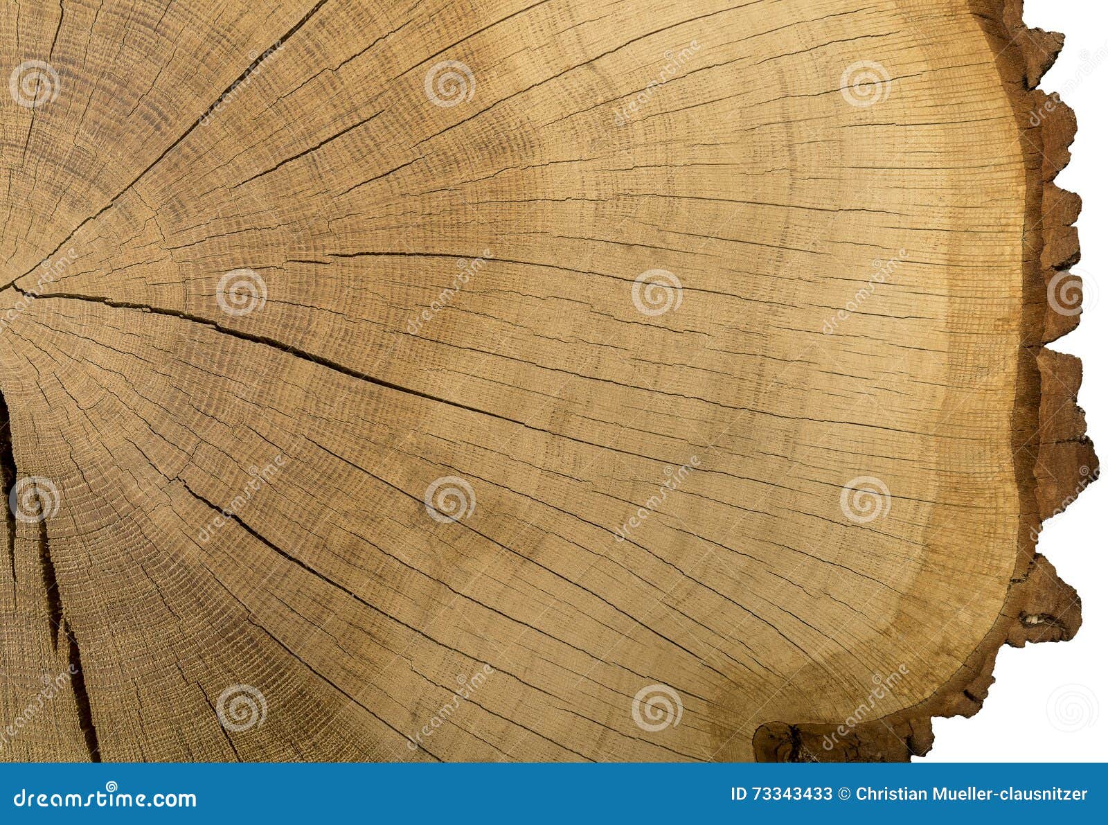 Treet trunk stock image. Image of life, brown, closeup - 73343433
