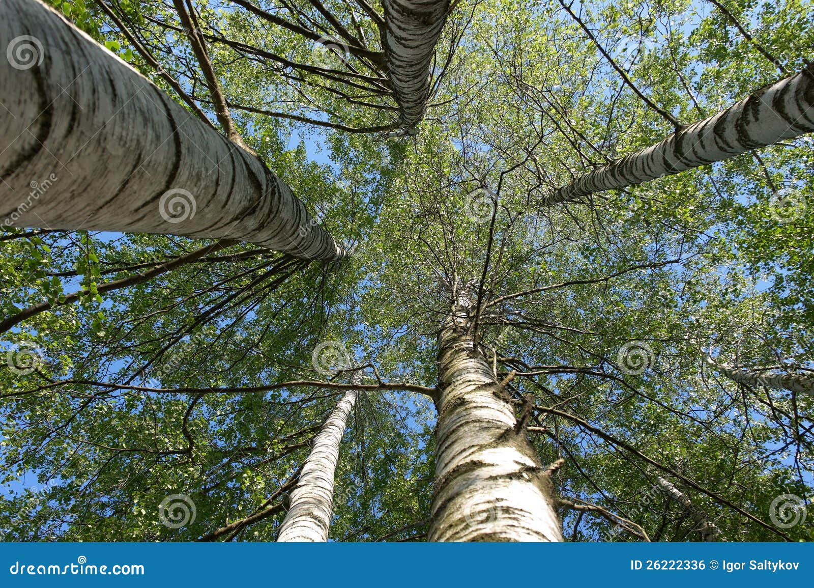 Treetop stock photo. Image of outdoors, leaf, summer - 26222336