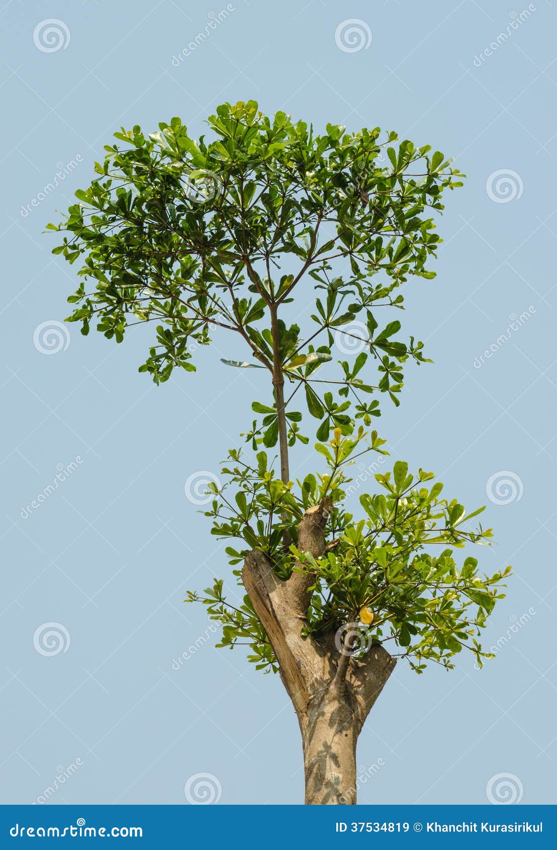 Treetop stock image. Image of forest, macro, young, woods - 37534819