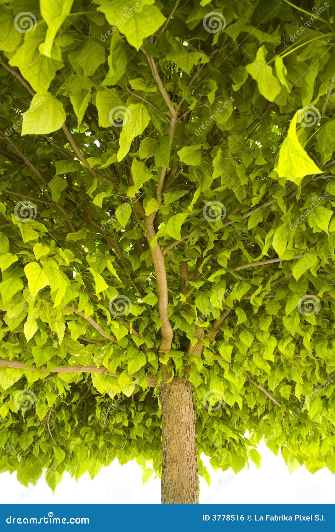 Treetop stock photo. Image of treetop, tree, summer, nature - 3778516