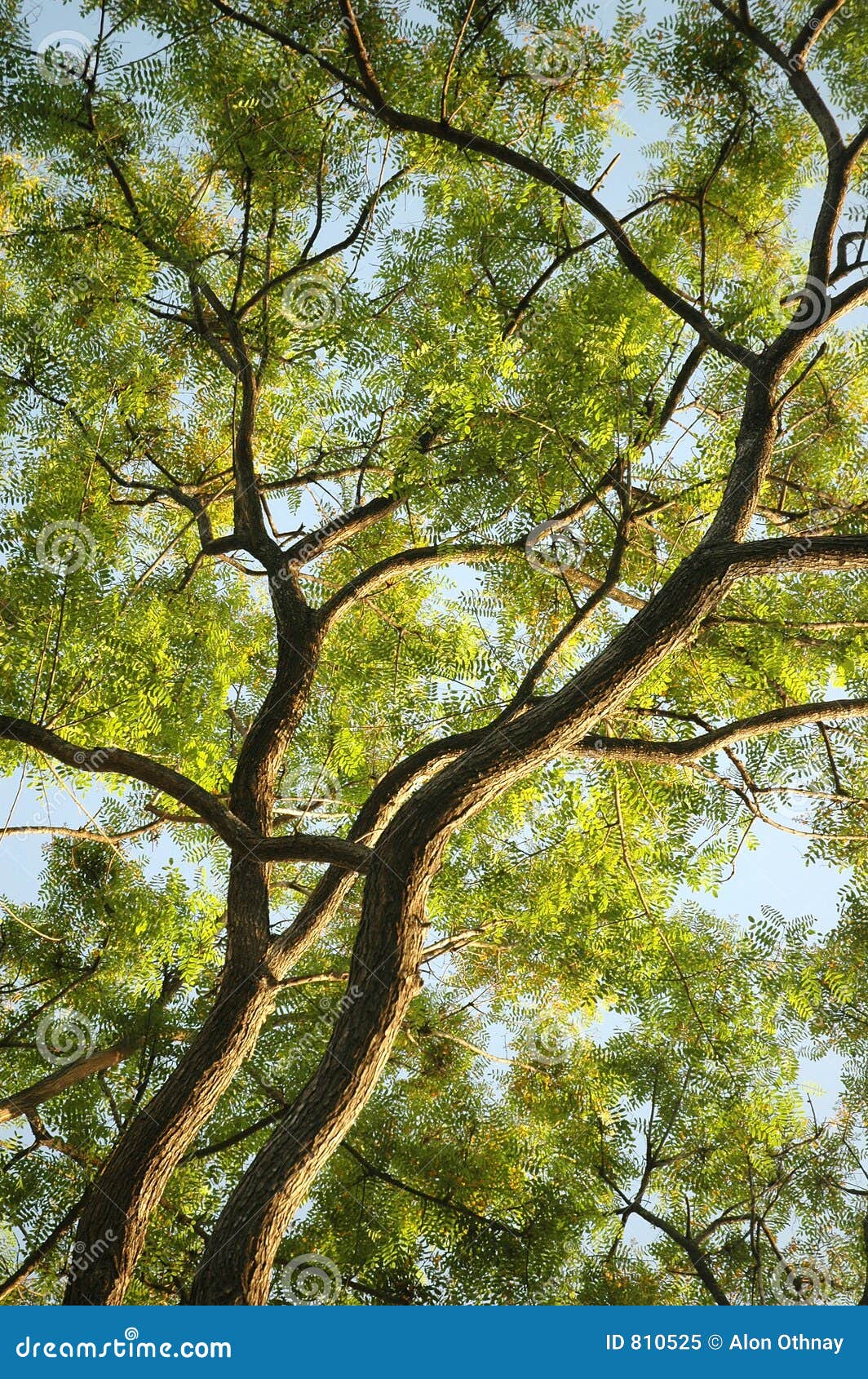 Treetop stock image. Image of nature, green, light, tree - 810525