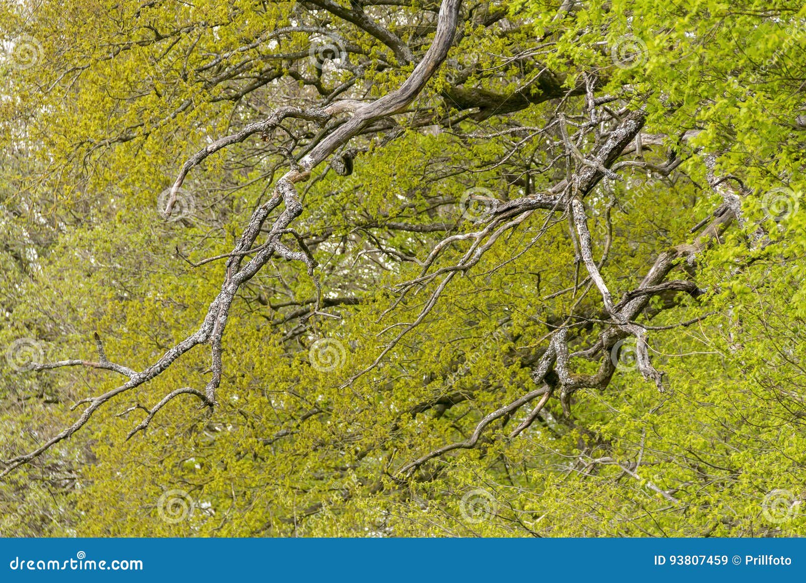 Treetop background stock image. Image of leaves, forest - 93807459