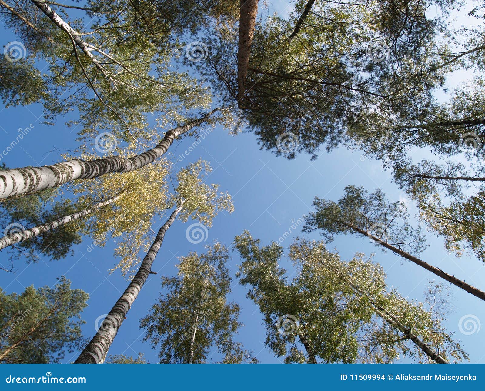 Treetop on background sky stock photo. Image of high - 11509994