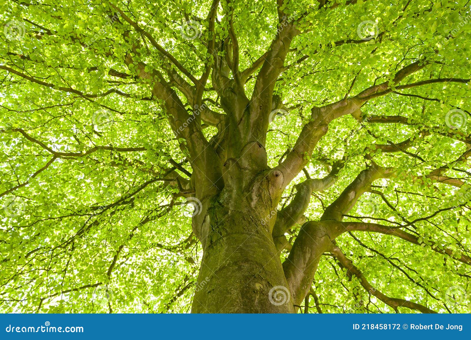 Treetop of an Beech from the Inside Stock Photo - Image of crowns ...