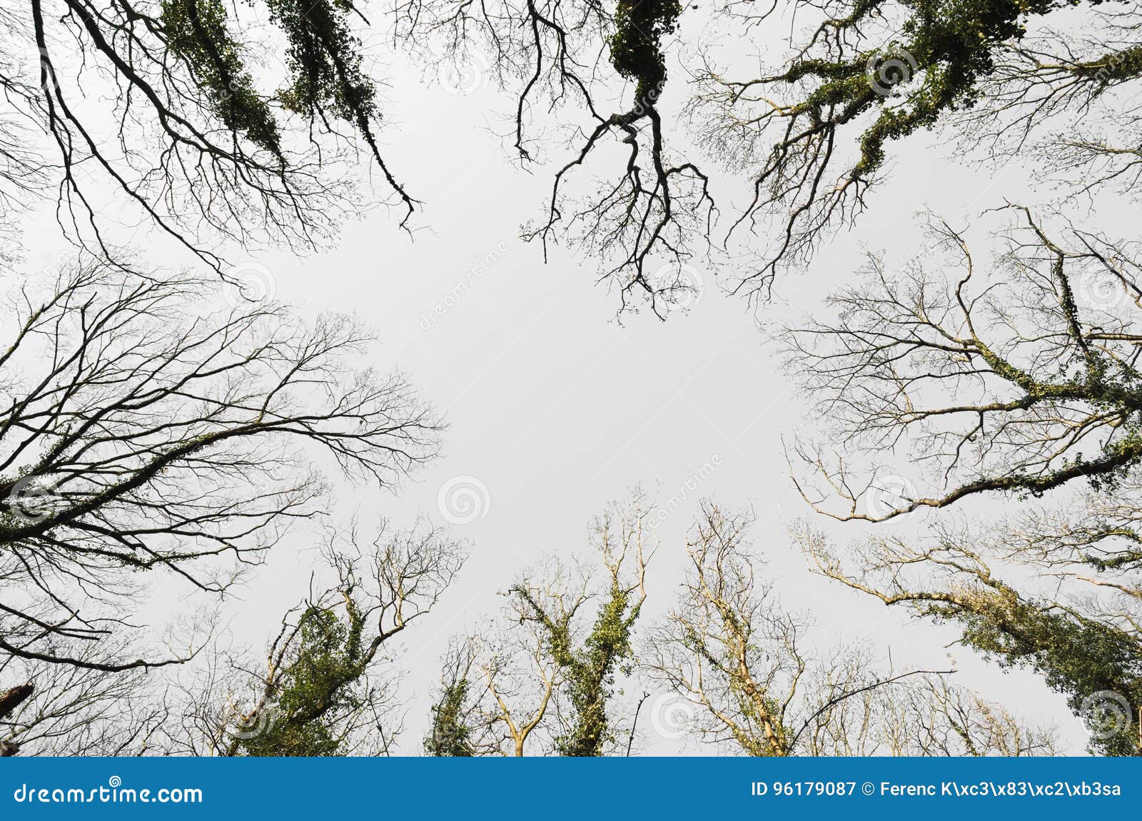 Treetop from Below stock image. Image of outdoors, angle - 96179087