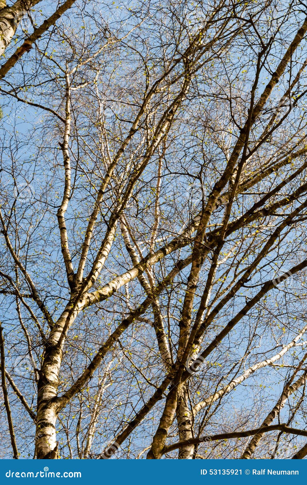 Treetop of a Birch in Spring Stock Image - Image of branch, betula ...