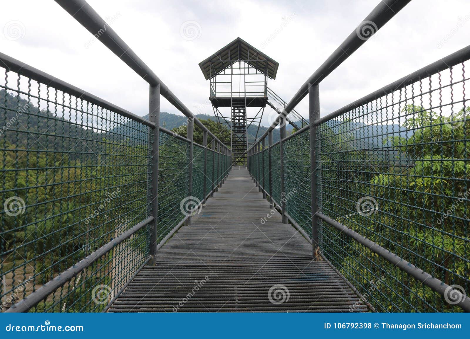 Treetop Canopy Walk with Sky in the Evening Stock Photo - Image of ...
