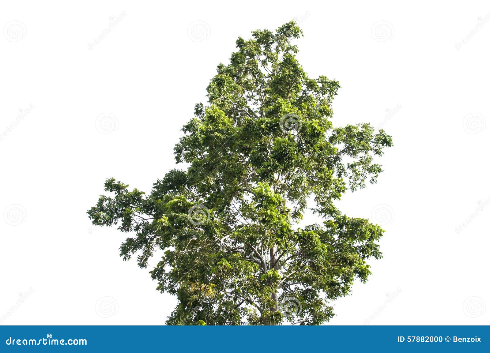 Treetop isolated on white stock photo. Image of limb - 57882000