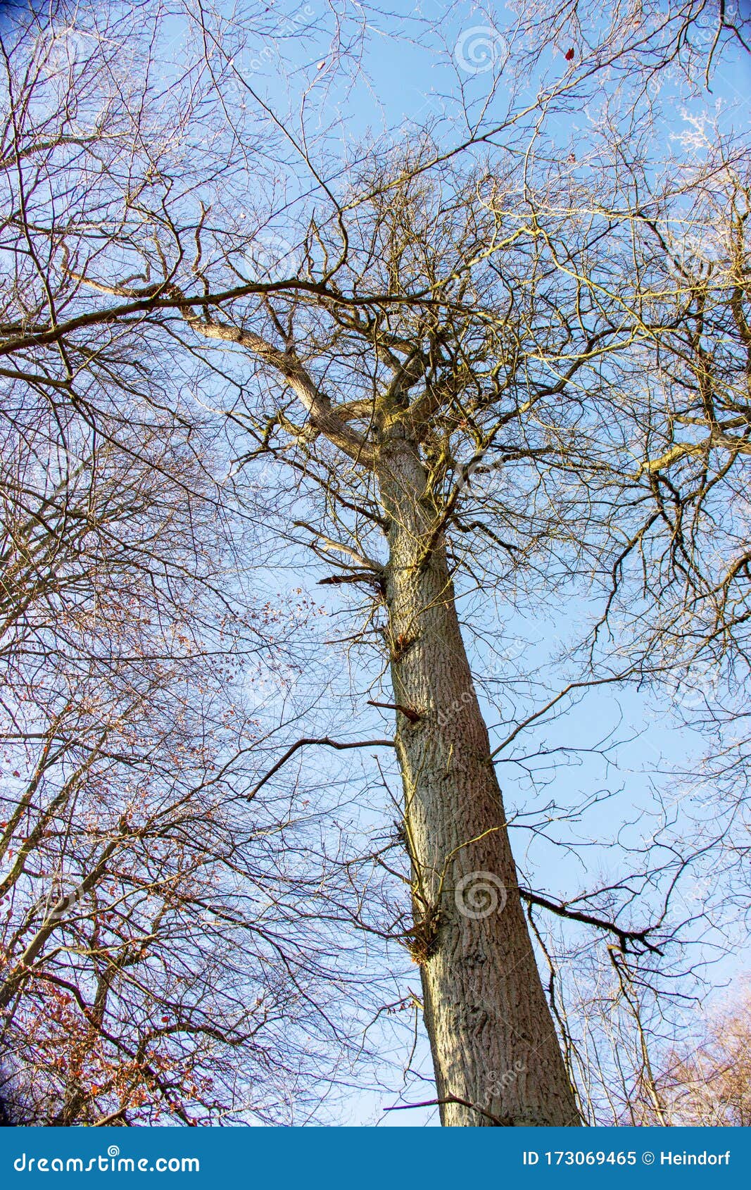 A Treetop from a Large Oak Tree, Quercus Stock Image - Image of pasture ...