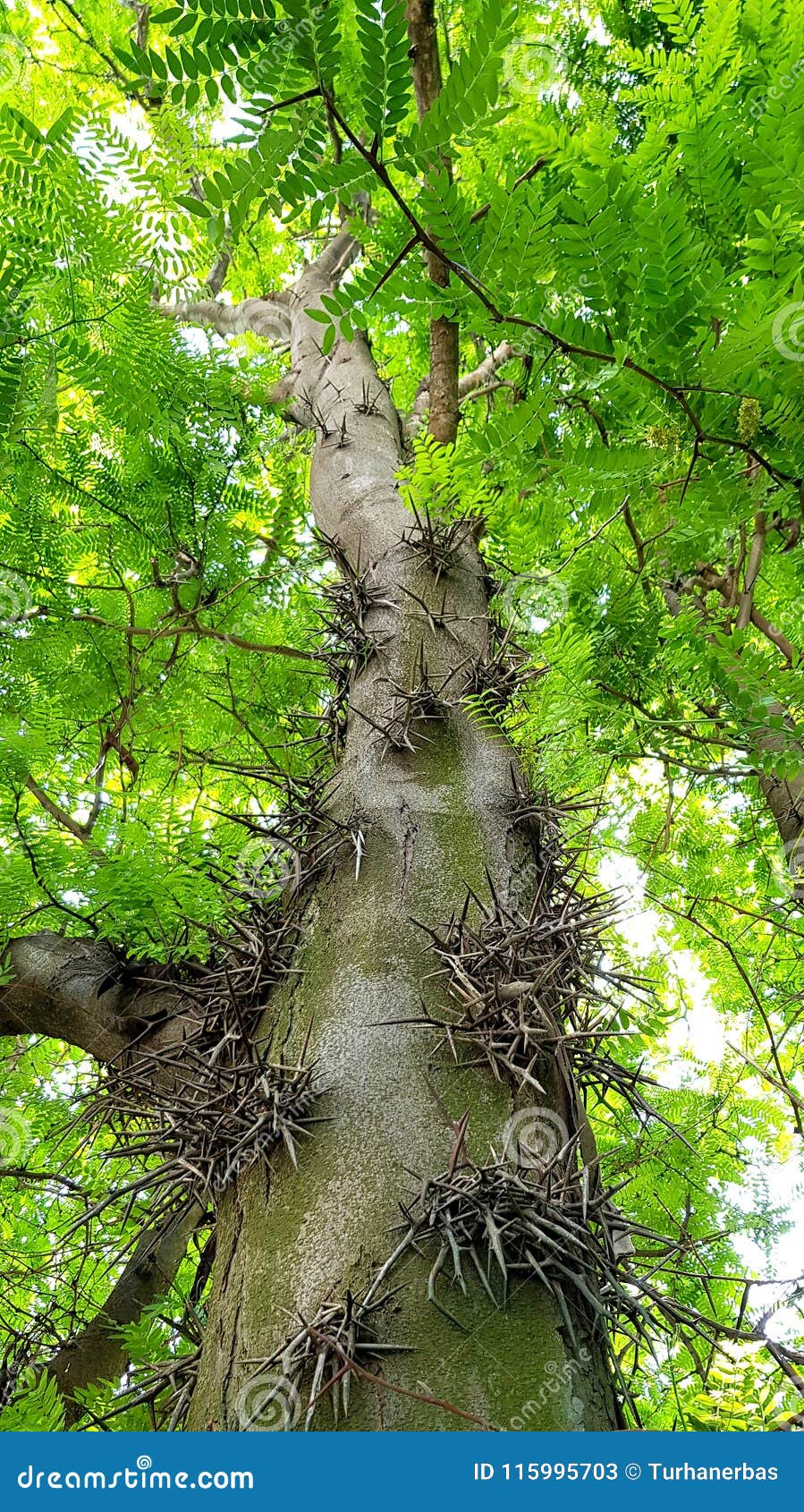 Treetop of an old tree stock image. Image of nature - 115995703