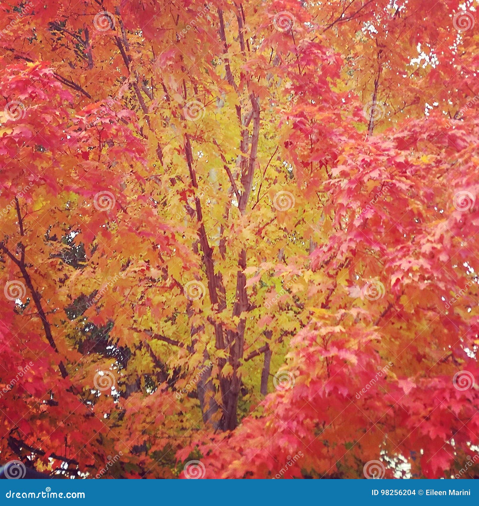 Treetop stock photo. Image of treetop, colorful, pretty - 98256204
