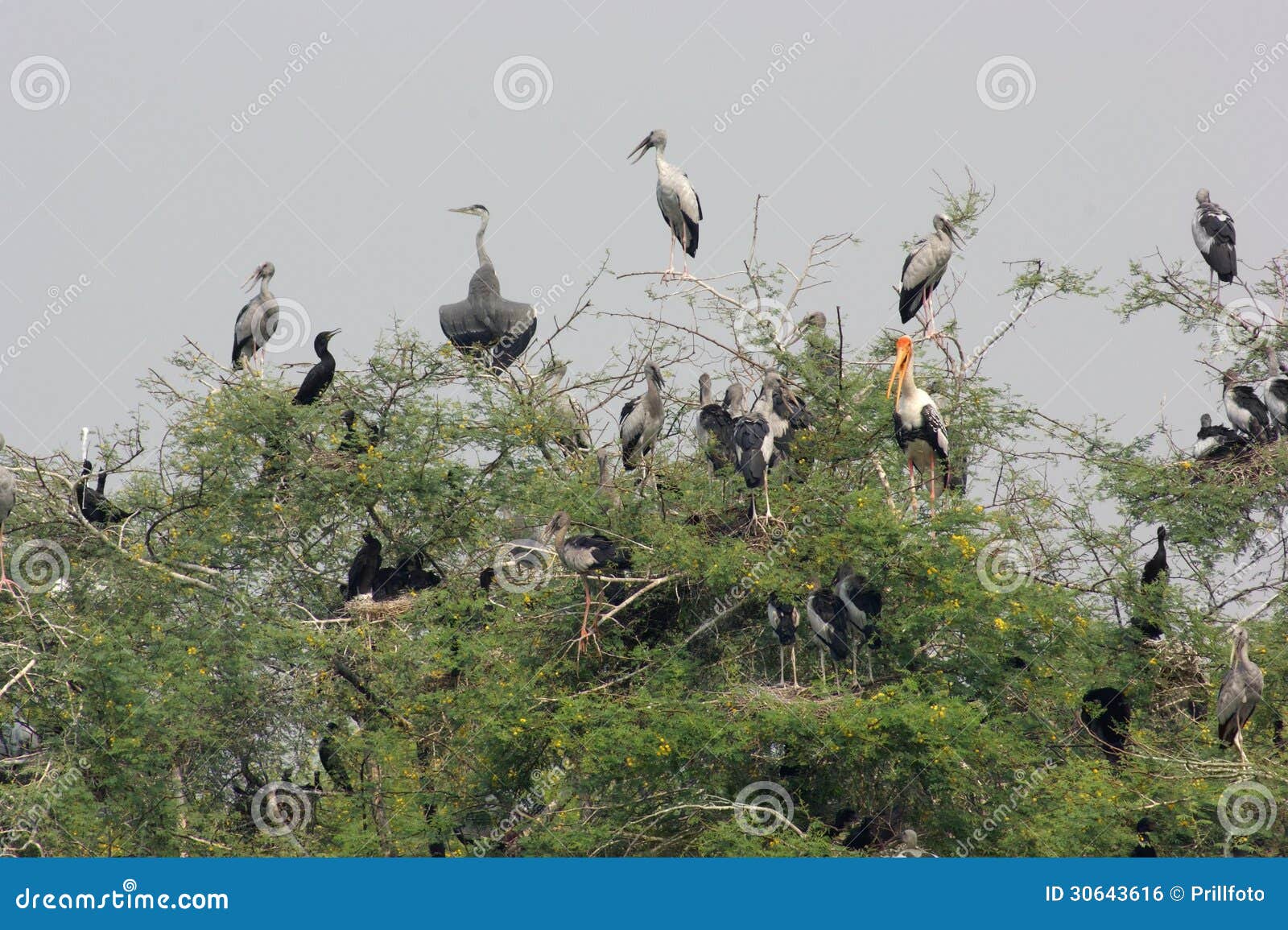 Treetop and storks stock photo. Image of ciconiidae, stork - 30643616