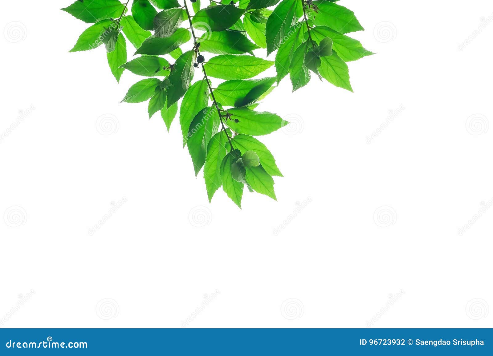 Treetop stock photo. Image of branch, foliage, tropical - 96723932