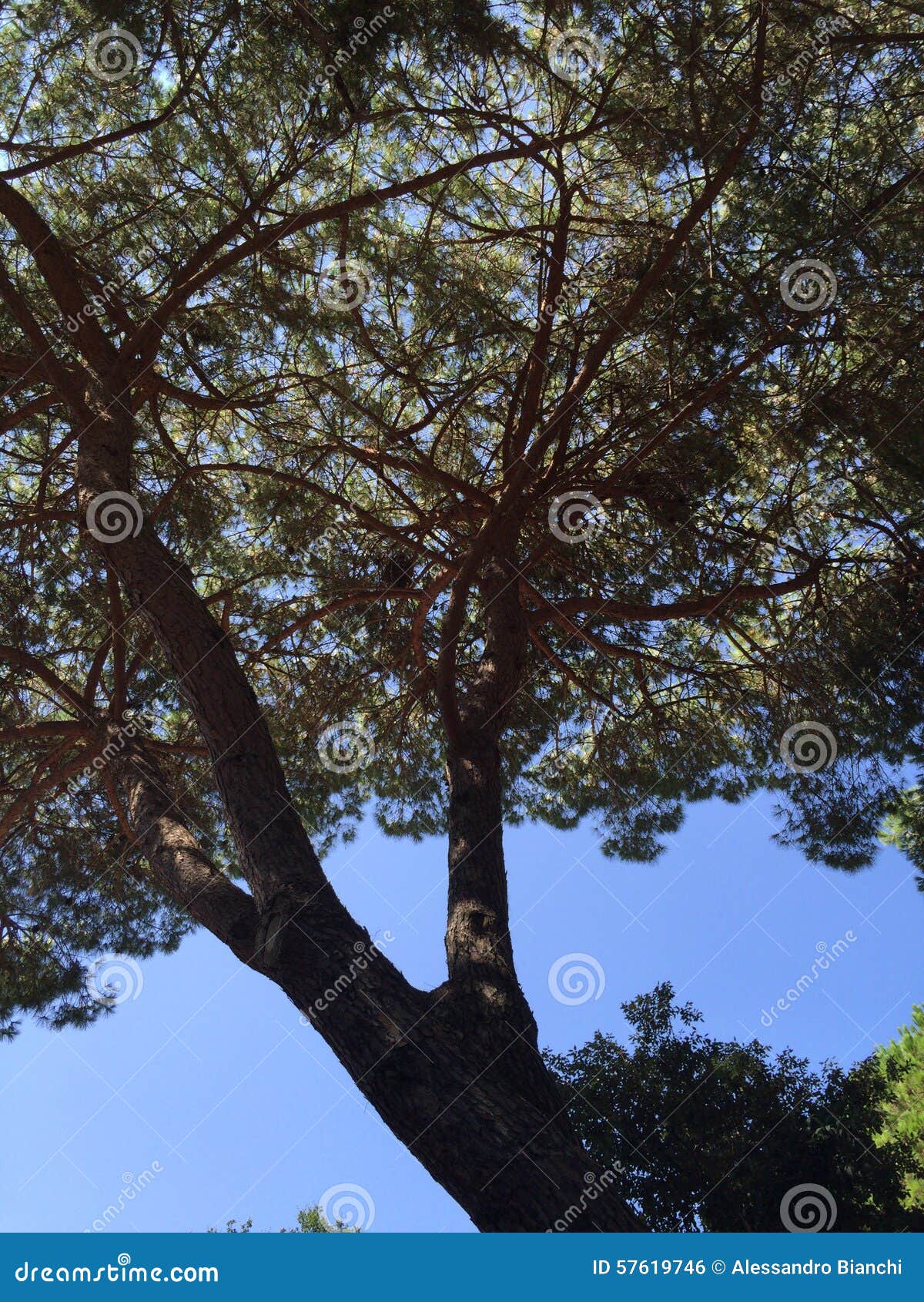 Treetop stock photo. Image of limb, daylight, growing - 57619746