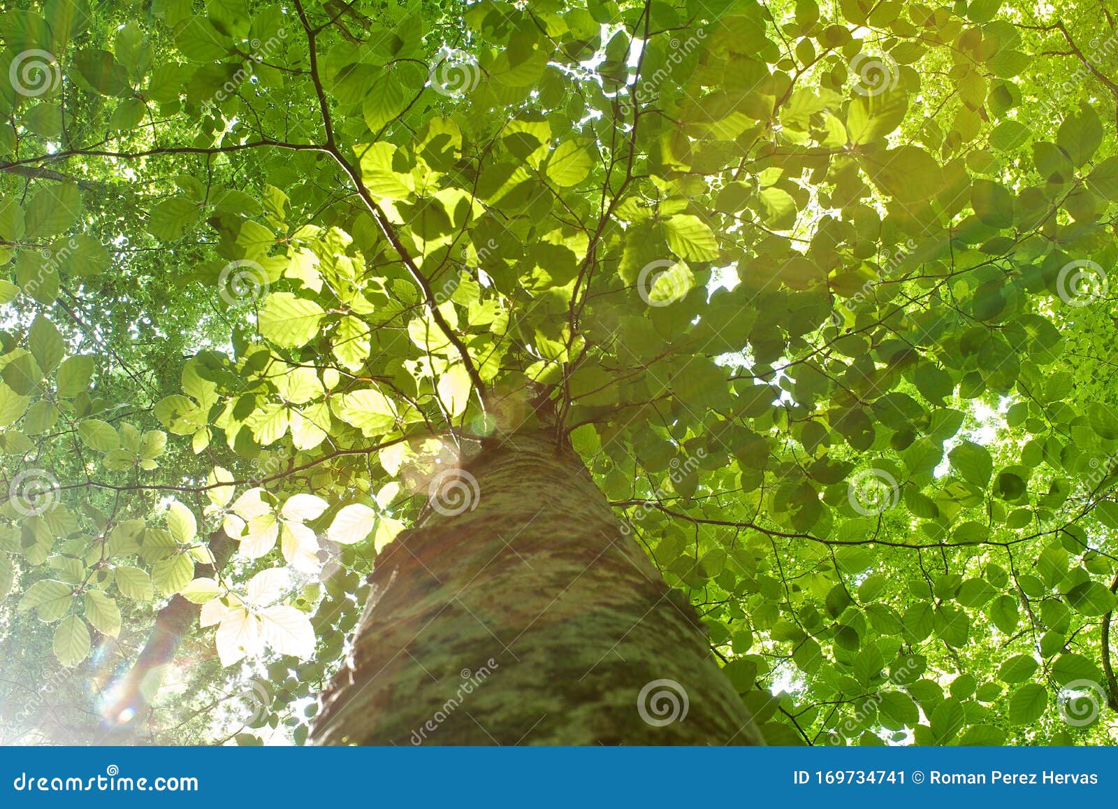 Treetop view from below stock image. Image of shadow - 169734741