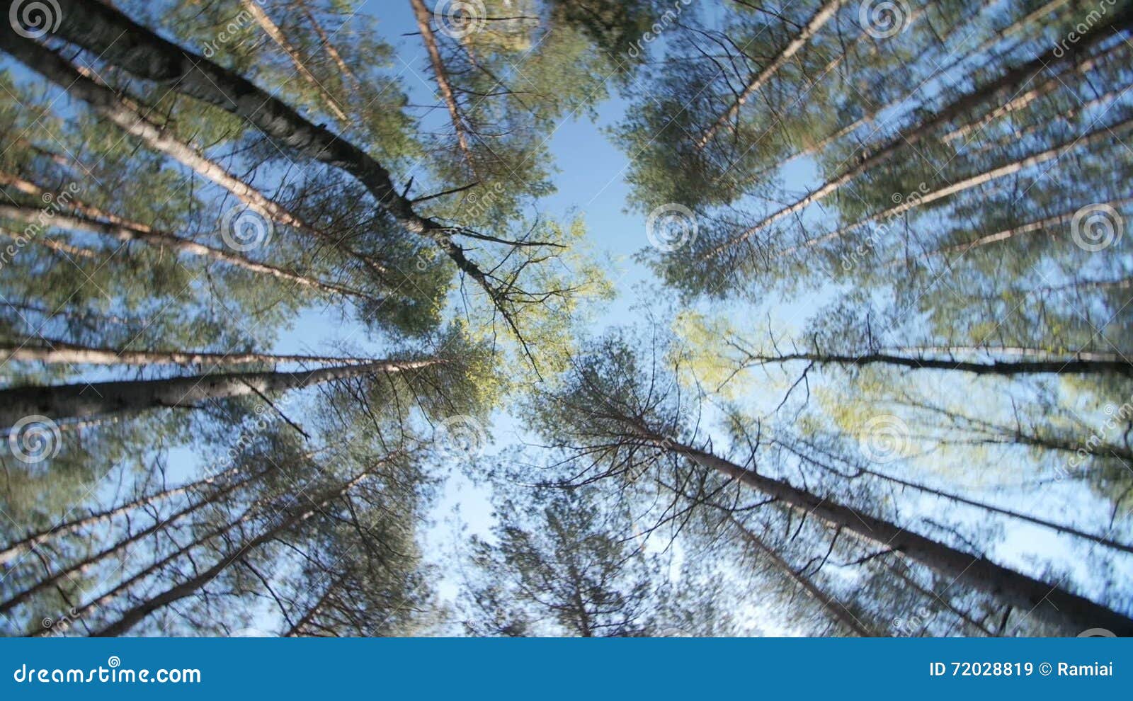Treetop View from the Bottom. Stock Video - Video of plant, bottom ...
