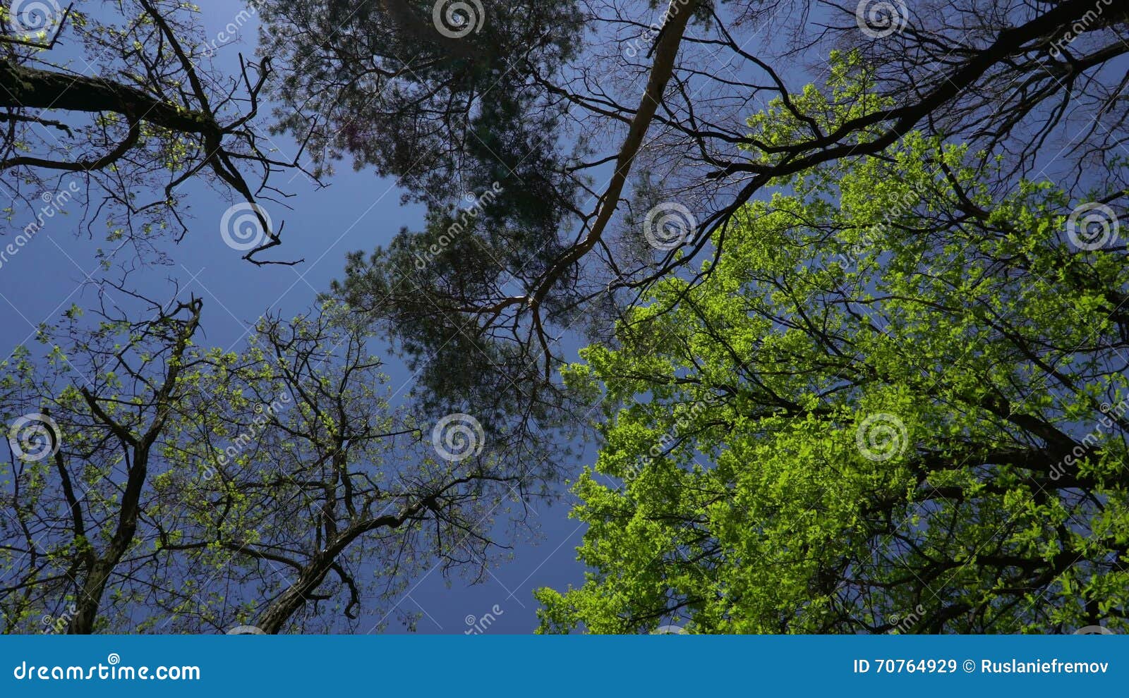 Treetop View from the Bottom. Stock Video - Video of outdoor, foliage ...