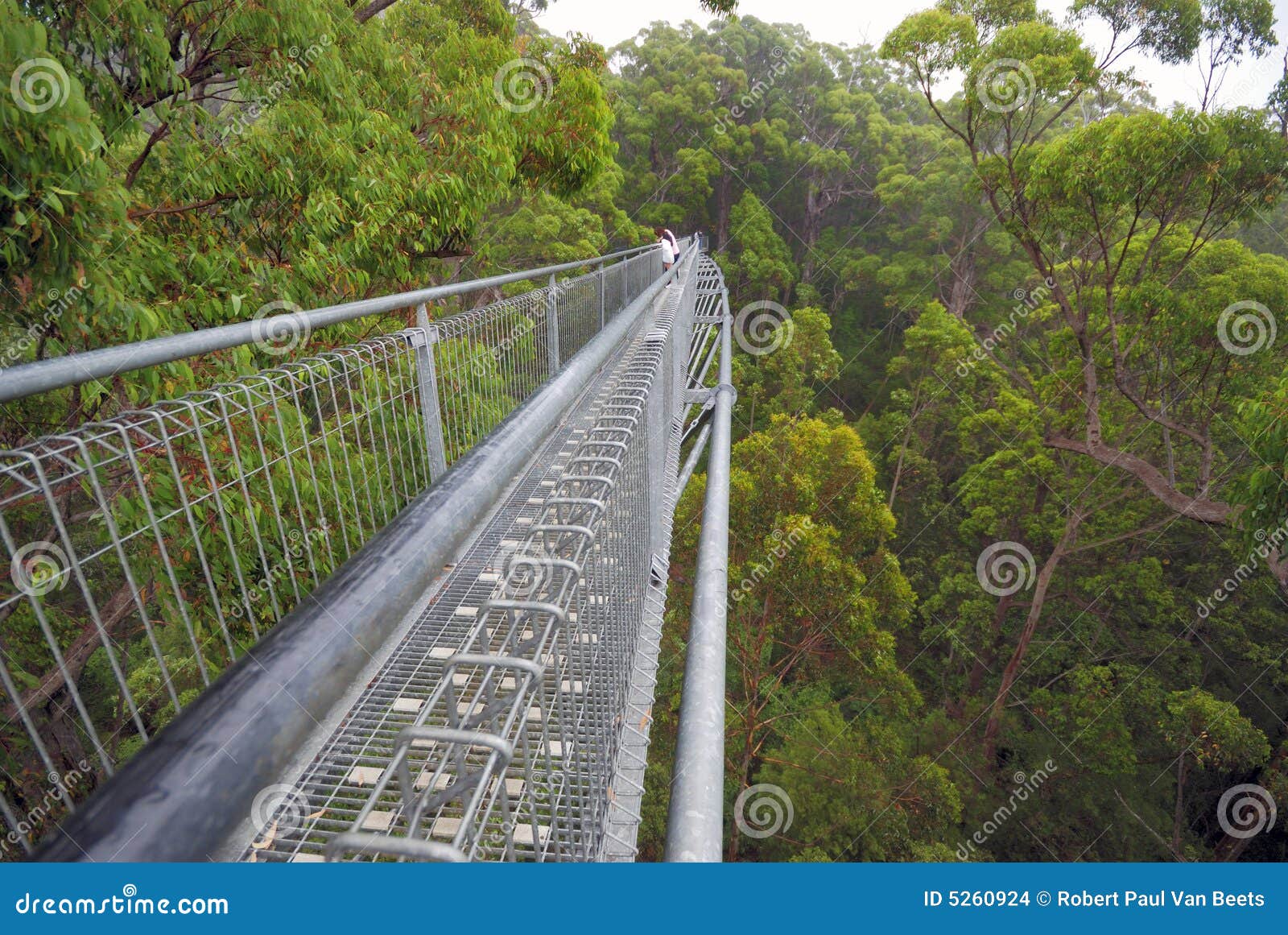 Treetop Walk, Singapore Stock Image | CartoonDealer.com #59126737