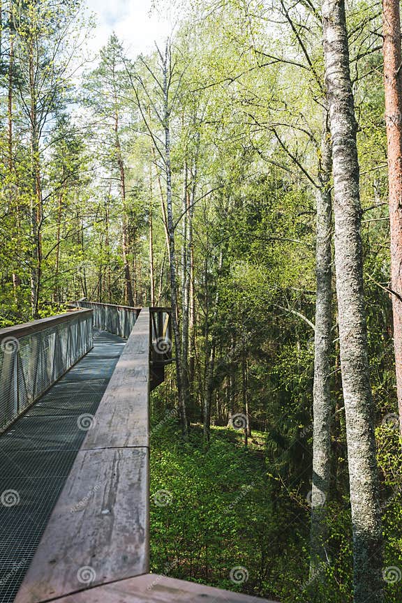 The Treetop Walking Path stock photo. Image of horizon - 279804532