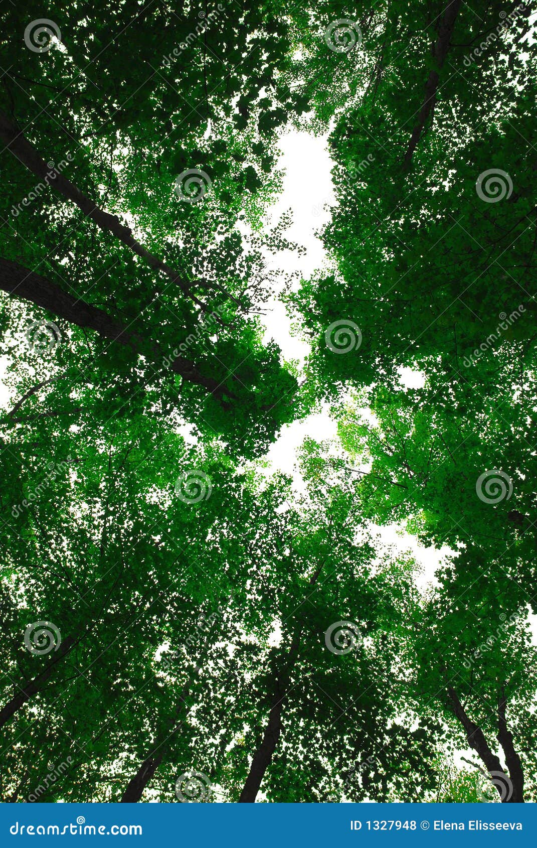 Treetops stock photo. Image of abstract, organic, forest - 1327948