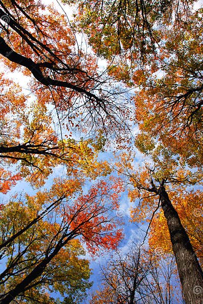 Treetops stock image. Image of fall, beautiful, beauty - 1379271