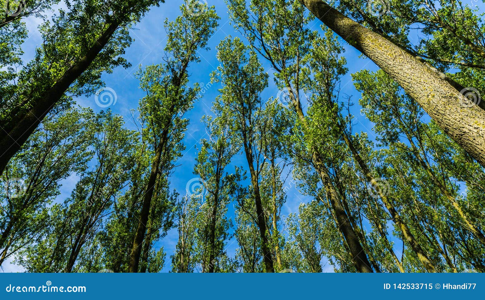 High treetops in forest stock image. Image of landscape - 142533715