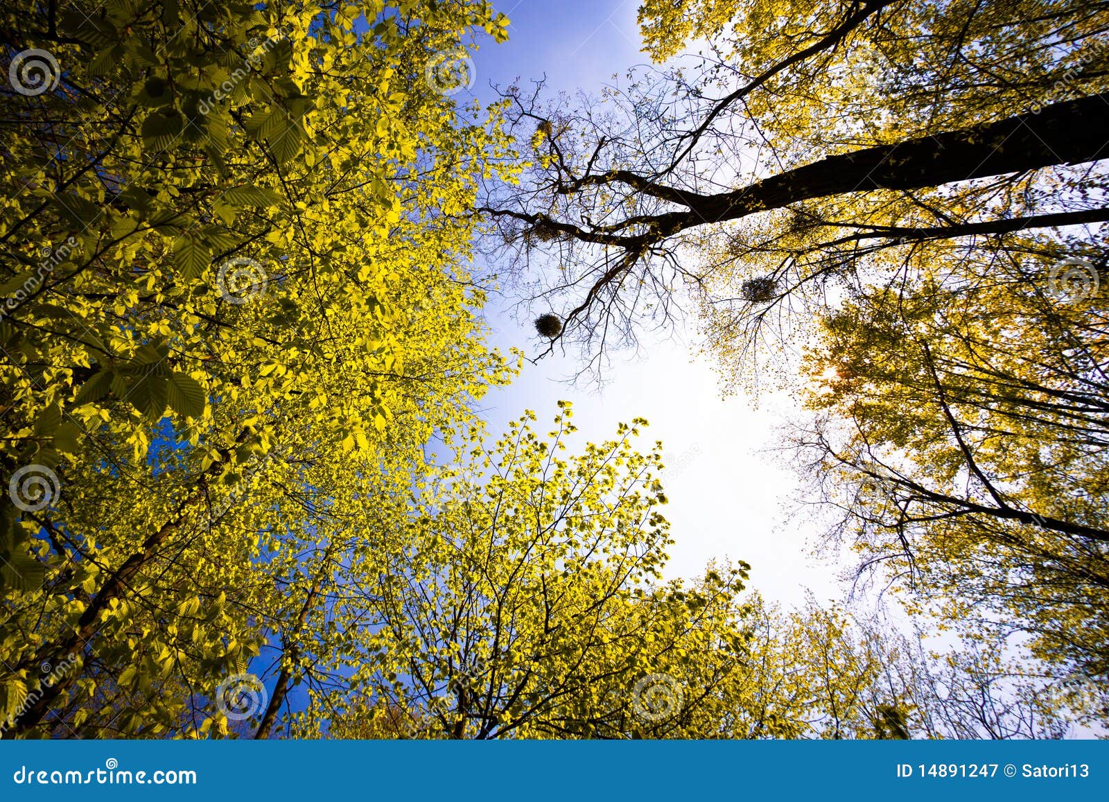 Treetops stock image. Image of beautiful, green, scenery - 14891247