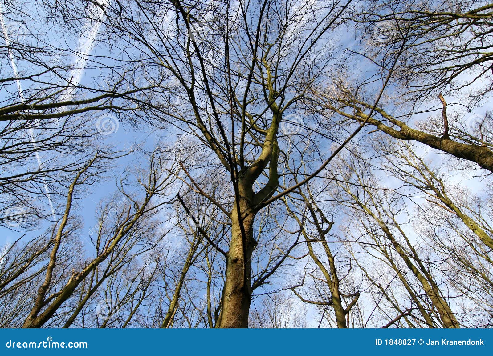 Treetops stock image. Image of background, stems, forest - 1848827