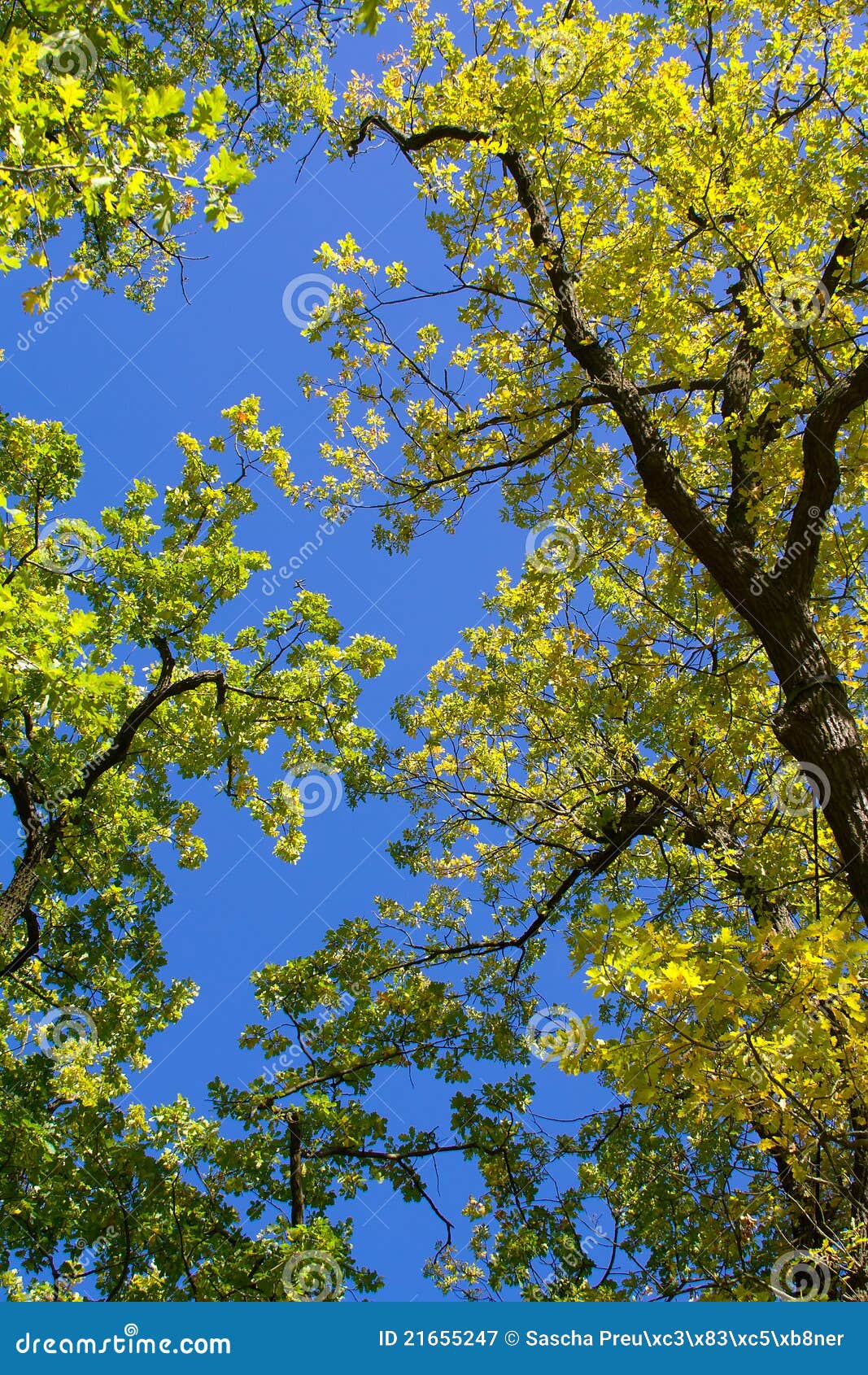 Treetops stock image. Image of trunk, sheets, plants - 21655247