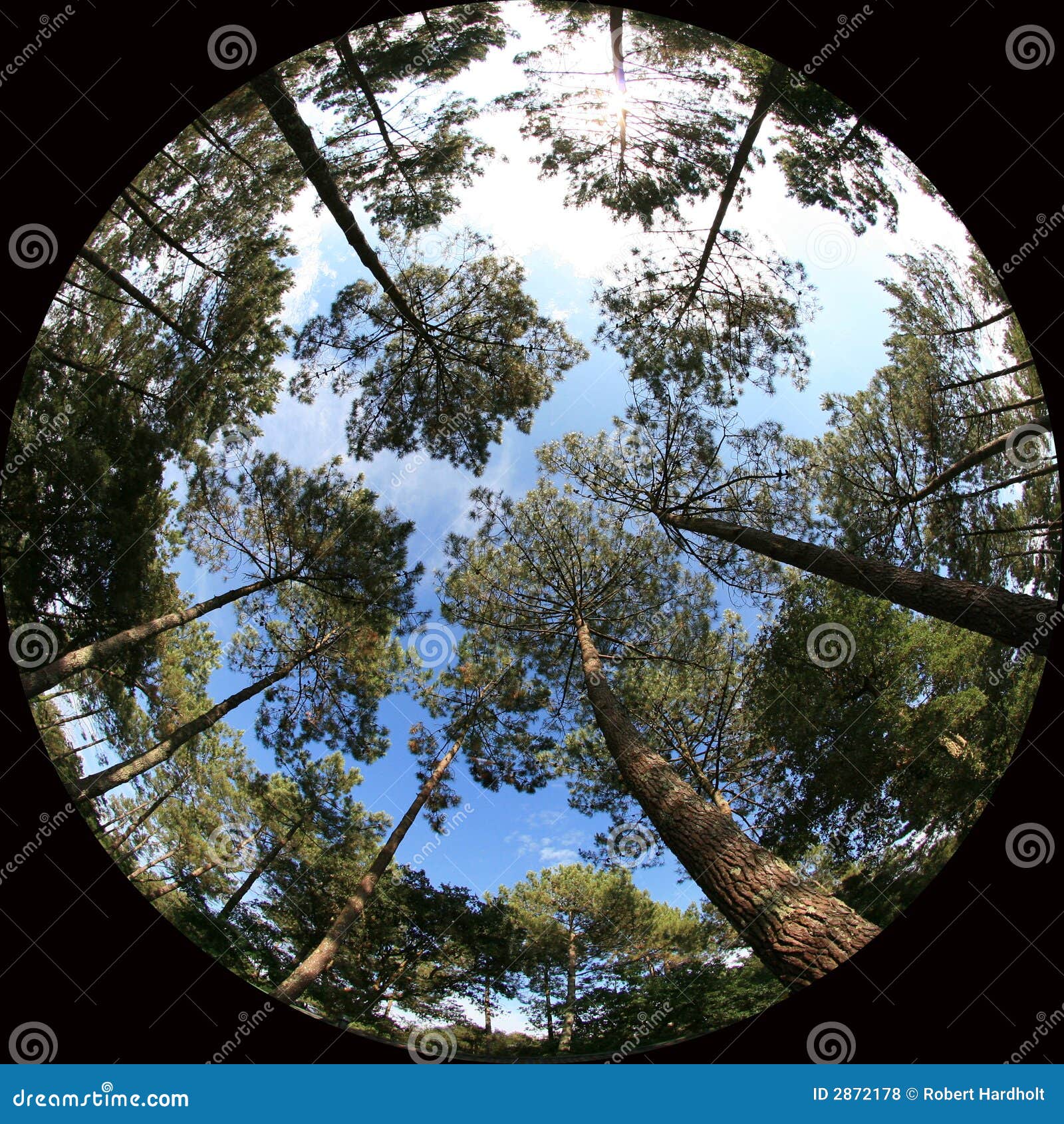 Treetops stock photo. Image of clouds, fisheye, woods - 2872178