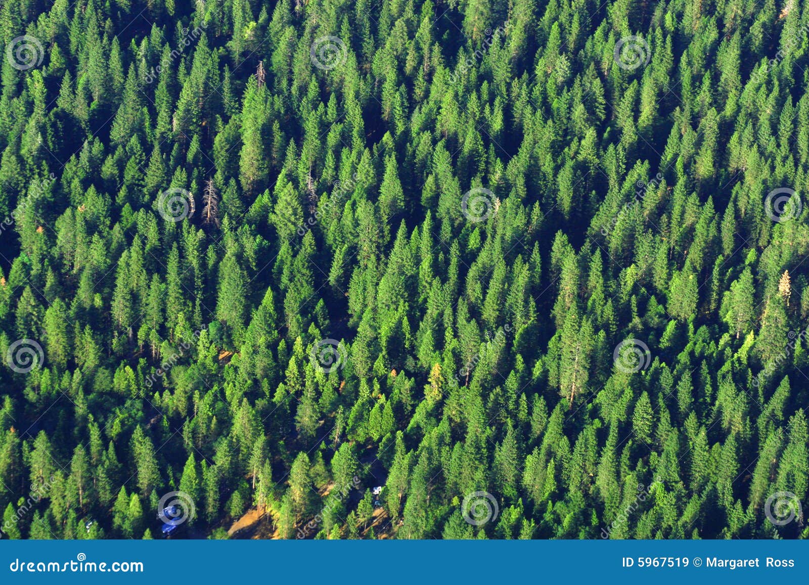 Treetops stock image. Image of overlook, glacier, background - 5967519