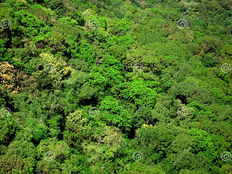 Treetops aerial view stock image. Image of season, high - 1779789
