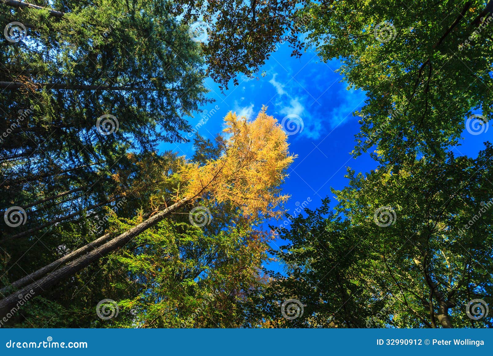 Treetops in Autumn Forest with Blue Sky Stock Photo - Image of branch ...