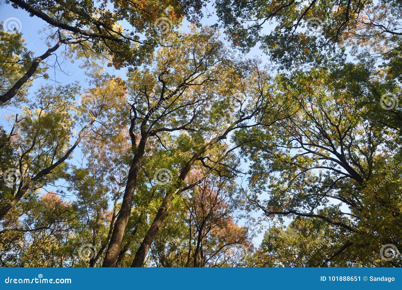 Sky through treetops stock image. Image of mysterious - 101888651