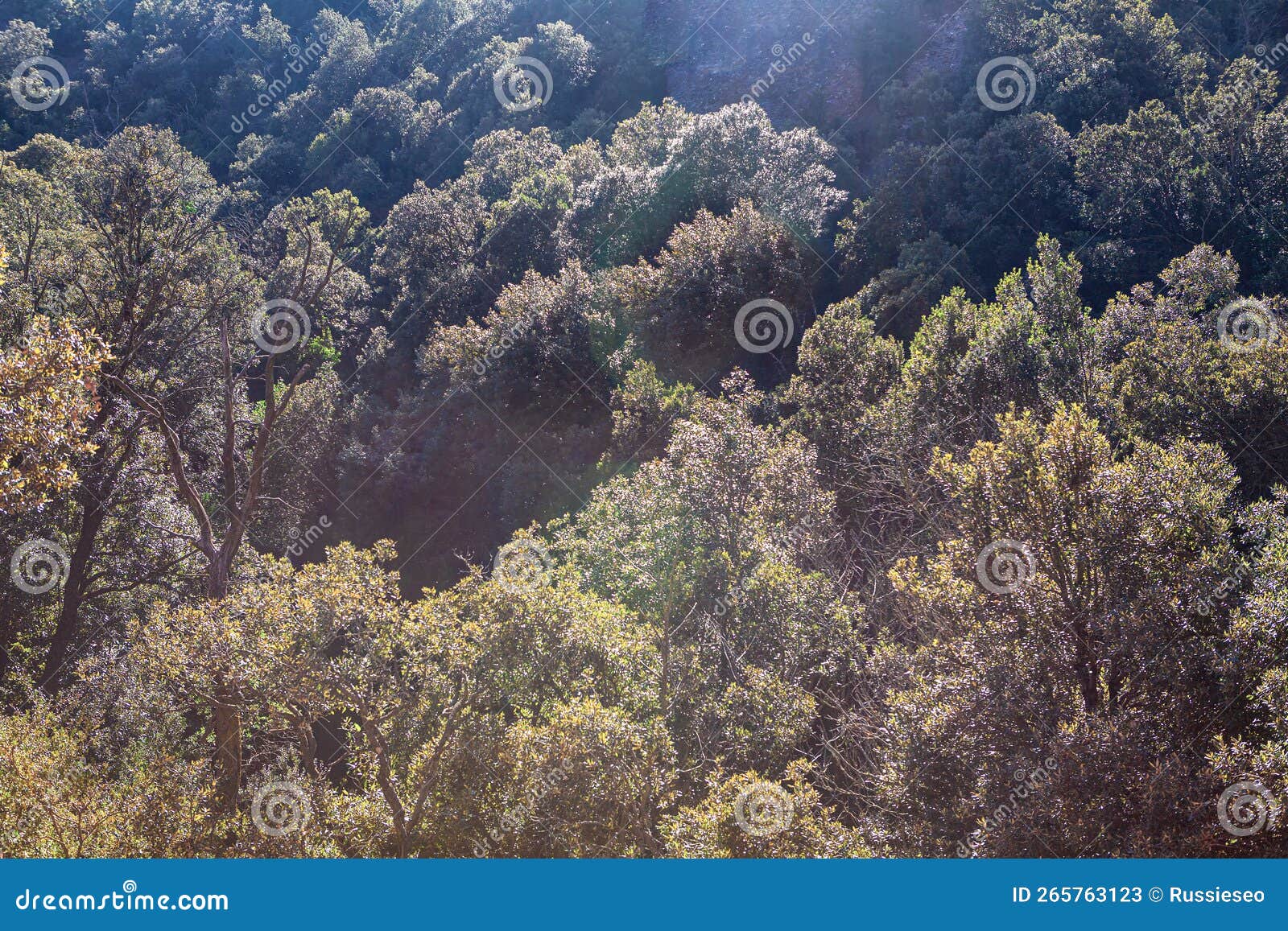 Treetops On A Background Of Blue Sky Swaying In The Wind. Crowns In ...