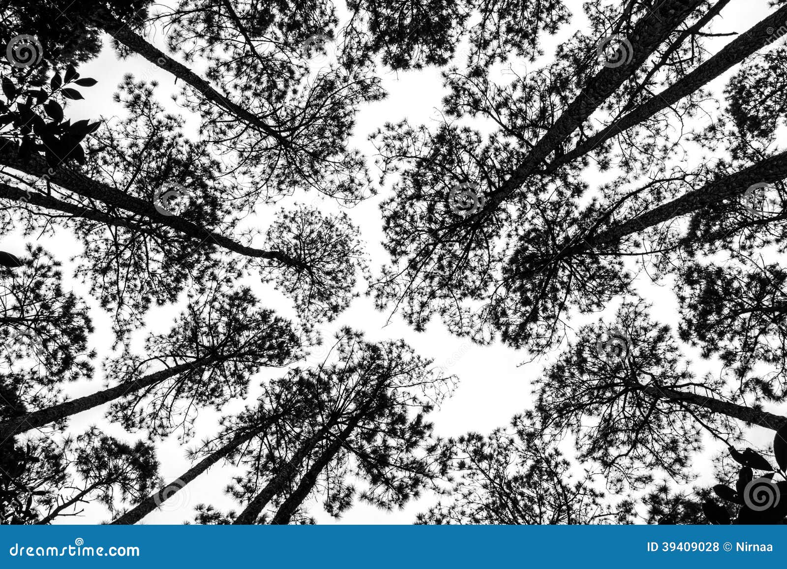 Treetops stock photo. Image of tall, scene, nature, spooky - 39409028