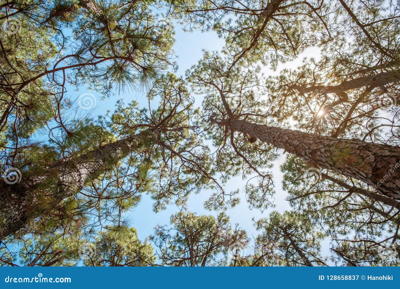 Treetops and Blue Sky - Looking Up Trees Inside Forest Stock Image ...
