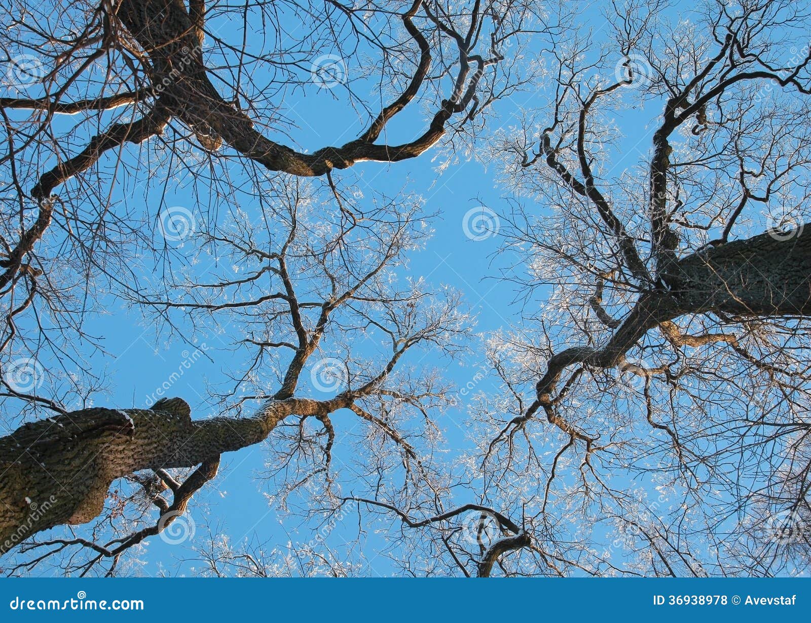 Treetops stock photo. Image of vignette, branch, background - 36938978